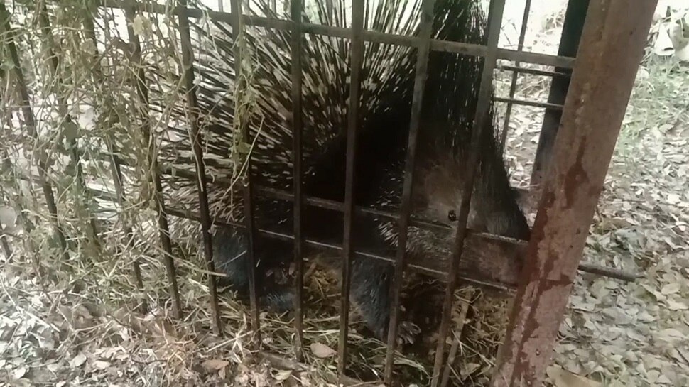 rare animal sehi trapped in a fruit orchard in Dungarpur crowd gathered ...