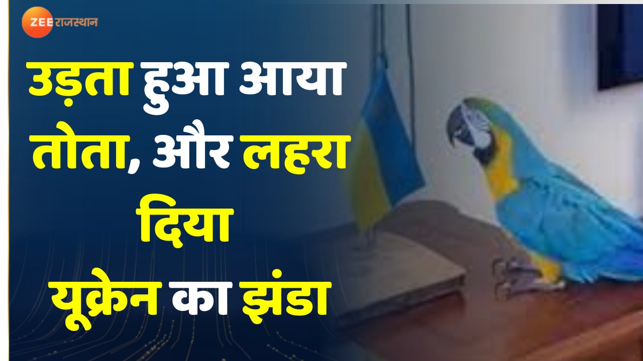 Parrot waved the flag of Ukraine, people were surprised to see the ...