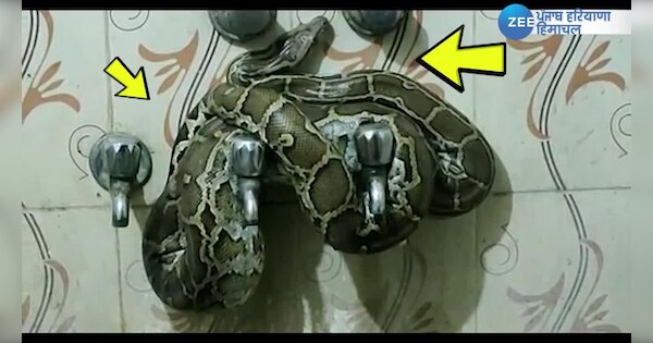Python enter in home bathroom video viral see shocking moment | बाथरूम ...