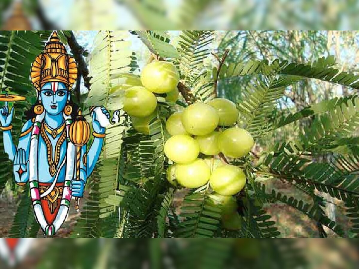 Aamlki Ekadashi know lord vishnu puja vidhi mantra and vrat vidhan all ...