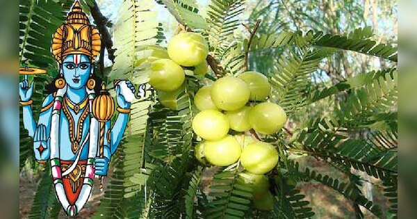 Aamlki Ekadashi know lord vishnu puja vidhi mantra and vrat vidhan all ...