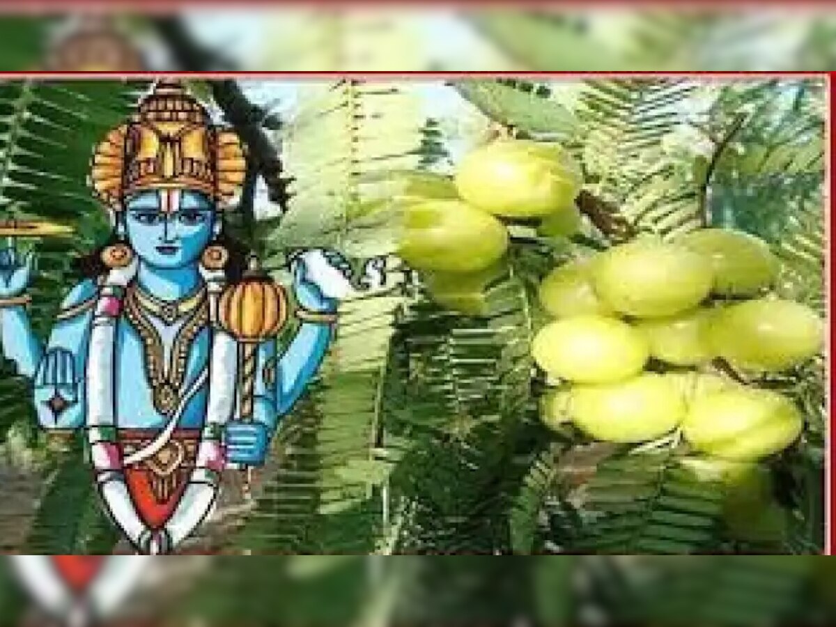 Aamlki Ekadashi today know vrat and paran tithi and actual time for ...