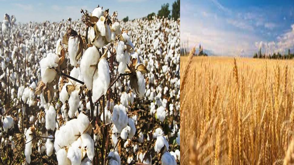 No compensation for crop damaged by pink beetle - Farmers struggle ...