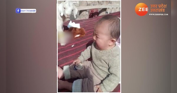 Seeing child crying lamb started crying Watch viral video | बच्चे को ...