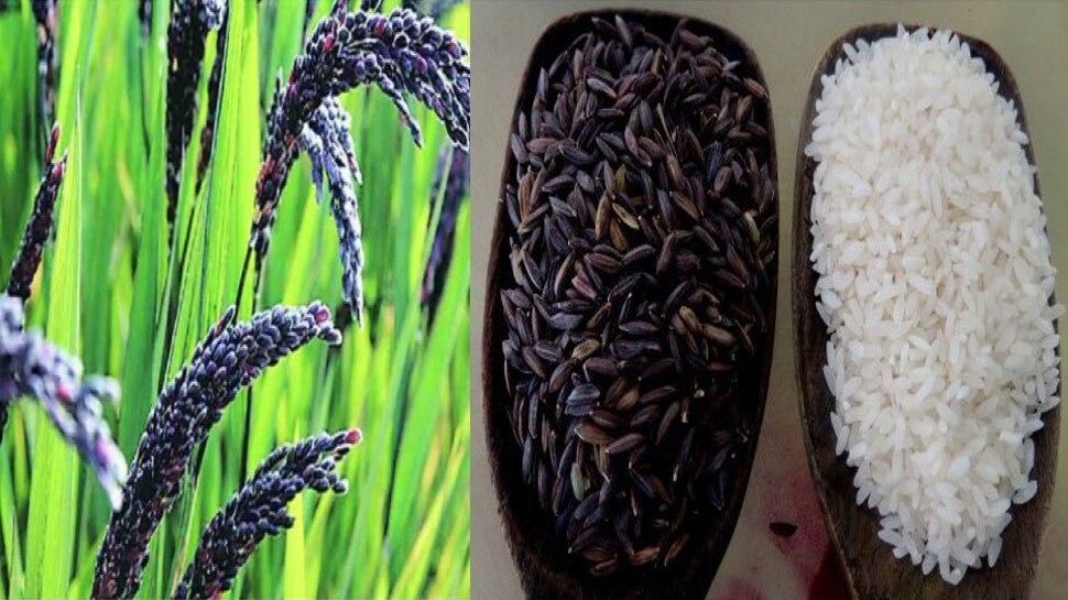 History of siddharthnagar rice Why is black salt rice called Mahaprasad ...