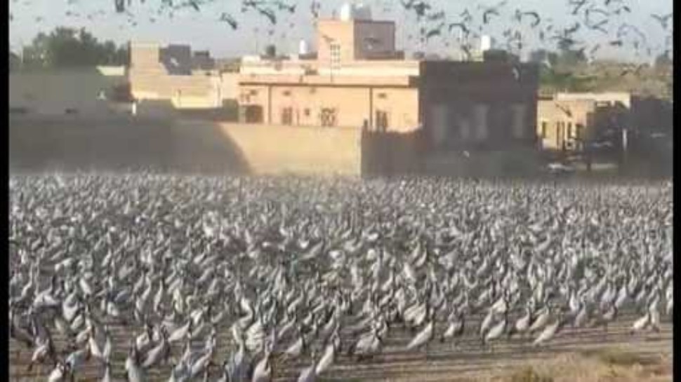 After Ukraine attack convoy of foreign guest migratory bird Kurja is ...