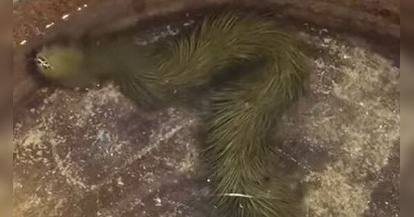 This two feet creature spread panic all over the world no one had seen ...