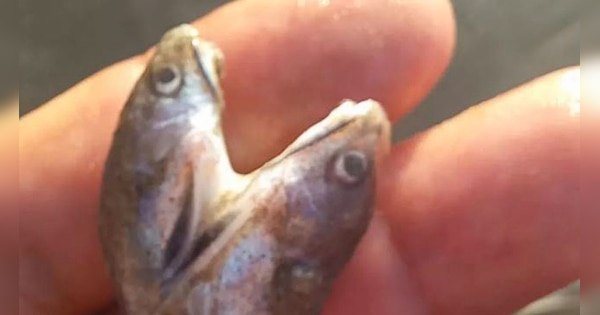 very different fish with two heads and heart shape caught in camera see ...