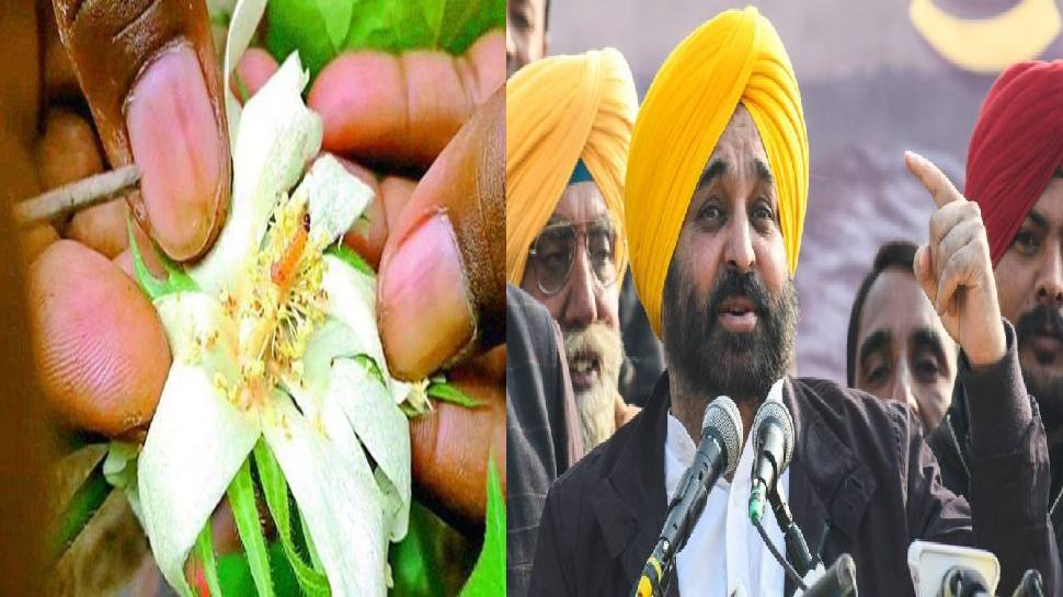 Compensation given to farmers for crop affected by pink locust | ਗੁਲਾਬੀ ...