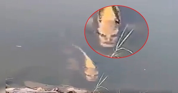 इंसान की तरह शक्ल वाली मछली का वीडियो वायरल | This fish have face like ...