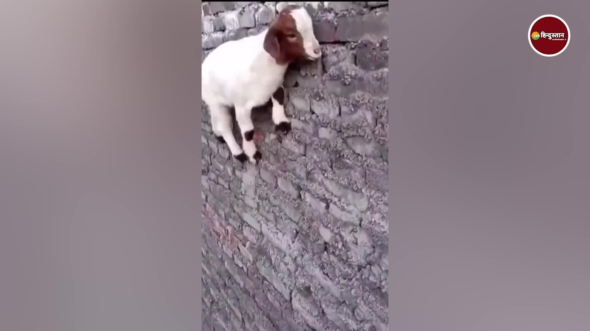 viral video of a Goat kid walking on the wall without any support ...