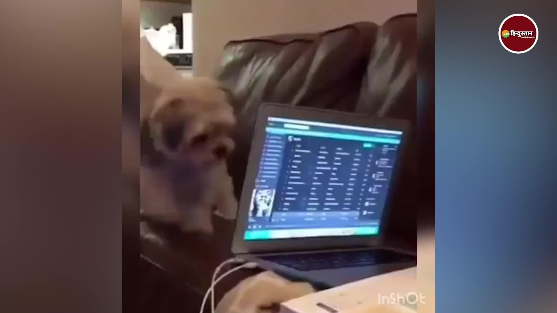viral video of a Dog shut down laptop screen after owner ignoring him ...
