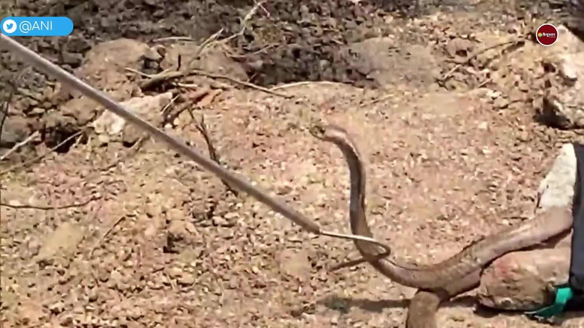 Ngo volunteers rescued a highly venomous snake an Indian spectacled ...