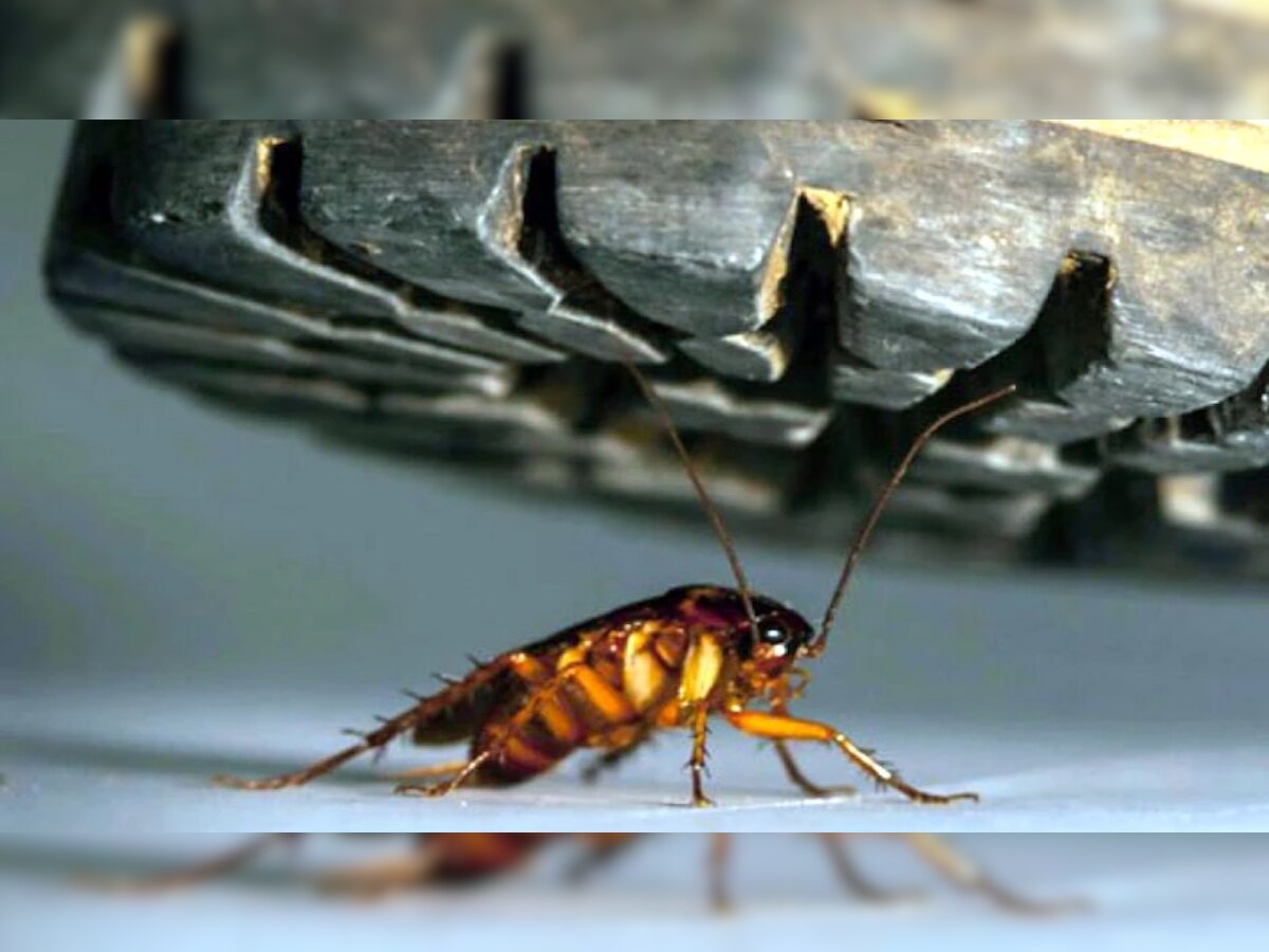 cockroach can live for up to one week without its head due to open ...