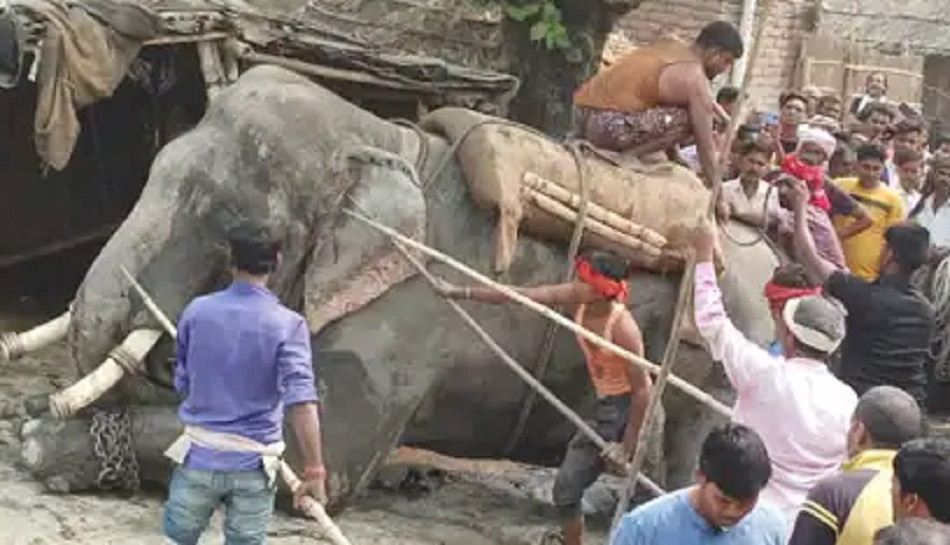 bihar elephant flared created a ruckus took the life of mahout | Bihar ...