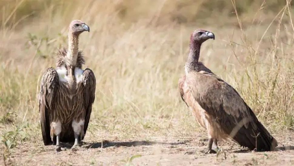 Valmiki Nagar Tiger Reserve: Vultures nest will be protected in Valmiki ...