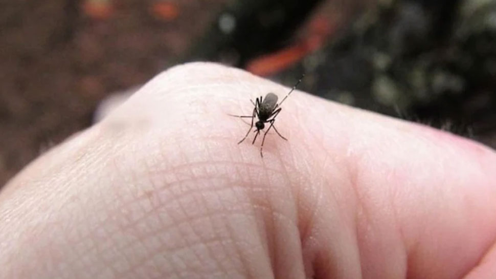 Home Remedies To Get Rid Of Mosquitoes Sleep Well In Whole Night home-remedies-to-get-rid-of-mosquitoes-sleep-well-in-whole-night
