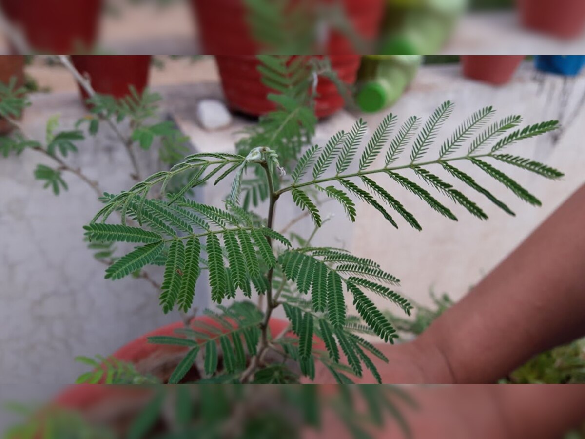 planting these 5 plants positive energy comes in the house as per vastu ...