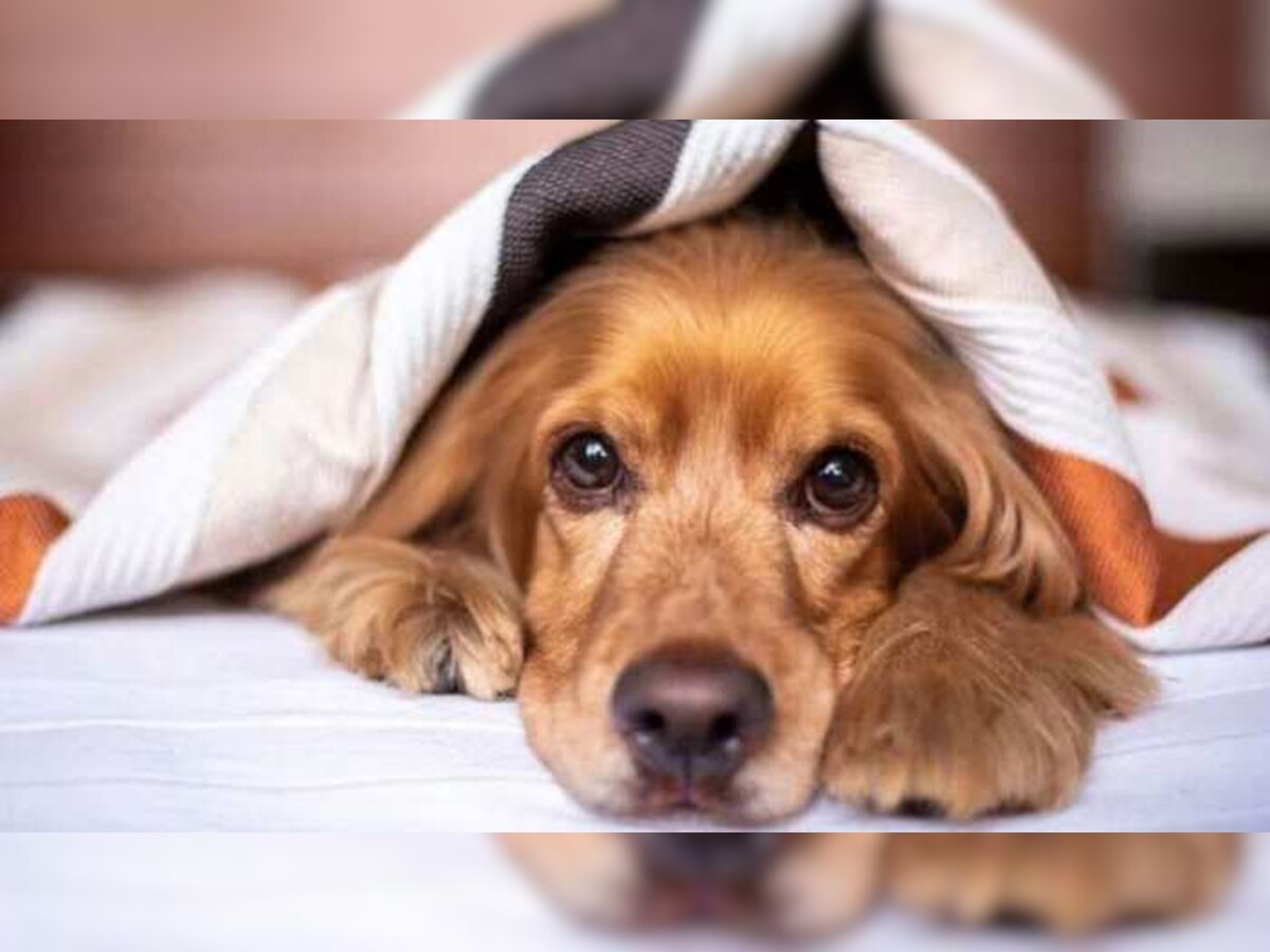 These are the symptoms that show your dog is sick