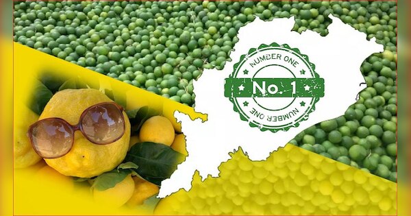 odisha continuously 6th position in national level lemon production as ...
