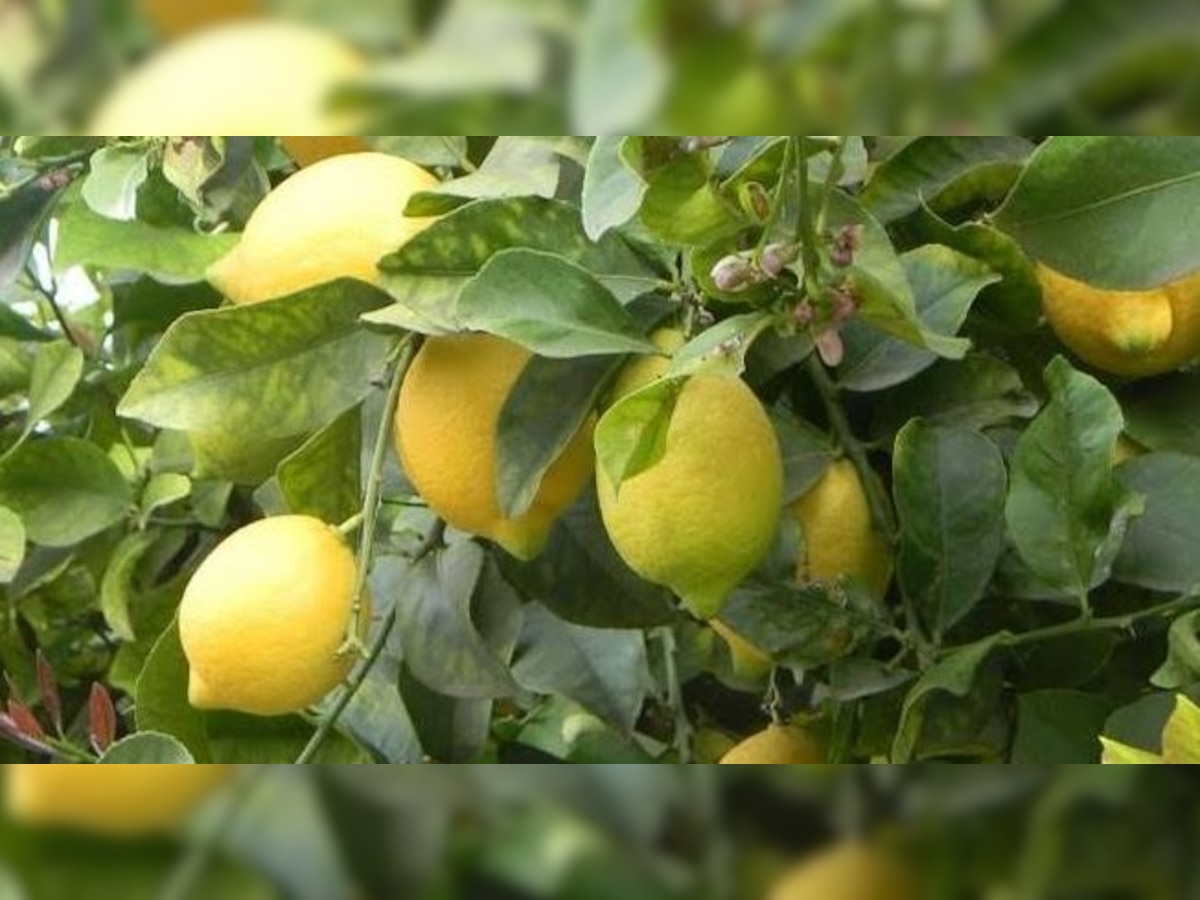 Nimbu Ki Kheti lemon will make you riche and lakhpati know how to do ...
