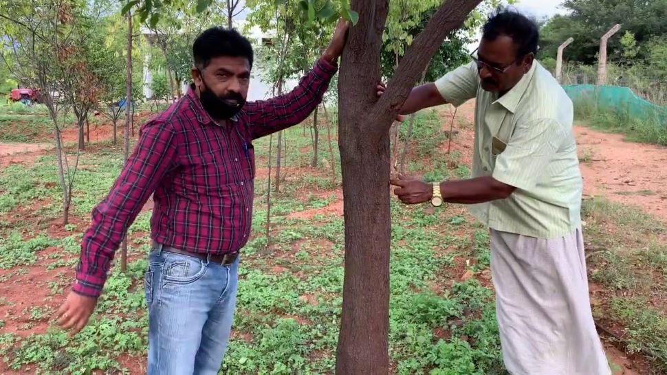 start a business sandalwood cultivation and get 50 lakh see details how ...