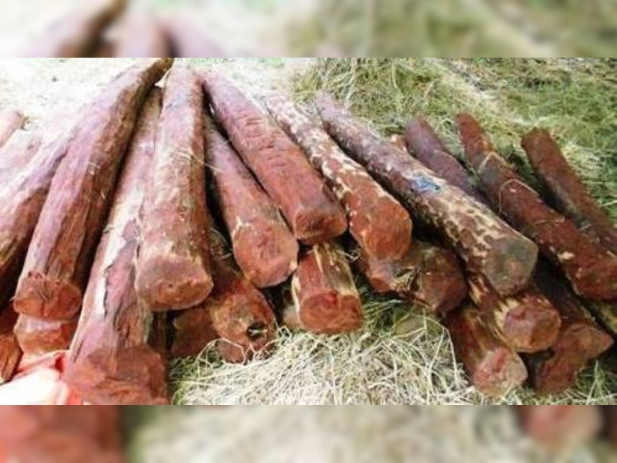 start a business sandalwood cultivation and get 50 lakh see details how ...