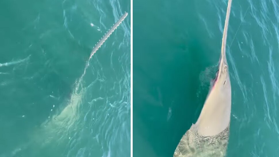 Weird Video: 13 feet tall strange creature was seen floating in the sea ...