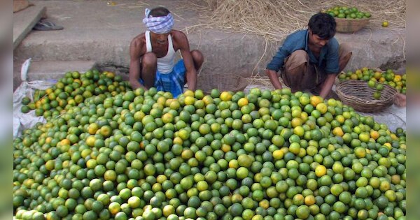 lemon price record hike, nimbu price high, tight security to protect ...