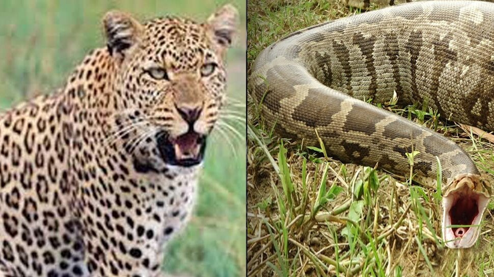 python attacked the leopard by flying he wanted to swallow it alive ...