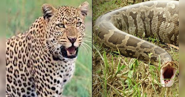 python attacked the leopard by flying he wanted to swallow it alive ...