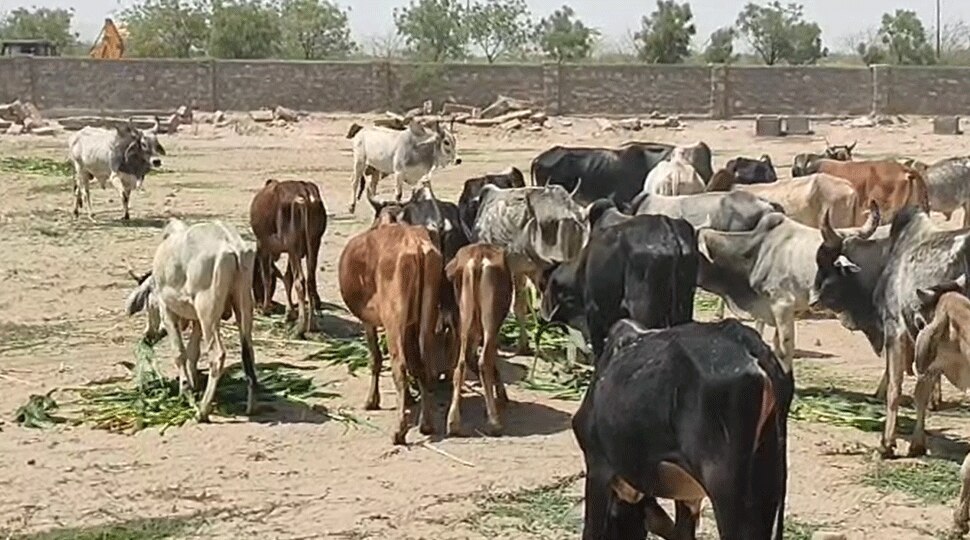 Cow Service Commission chairman Mevaram Jain inspected Kanji House ...
