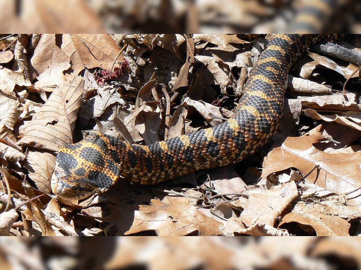 Eastern hognose snakes Puff Snake dodge hunters with gas not venom ...