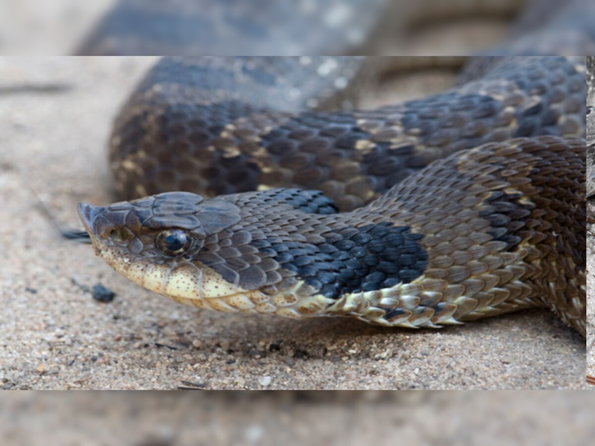 Eastern hognose snakes Puff Snake dodge hunters with gas not venom ...