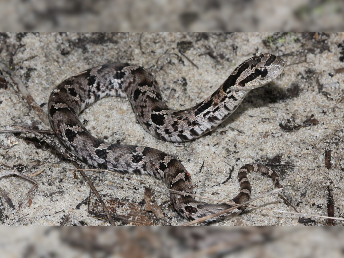 Eastern hognose snakes Puff Snake dodge hunters with gas not venom ...