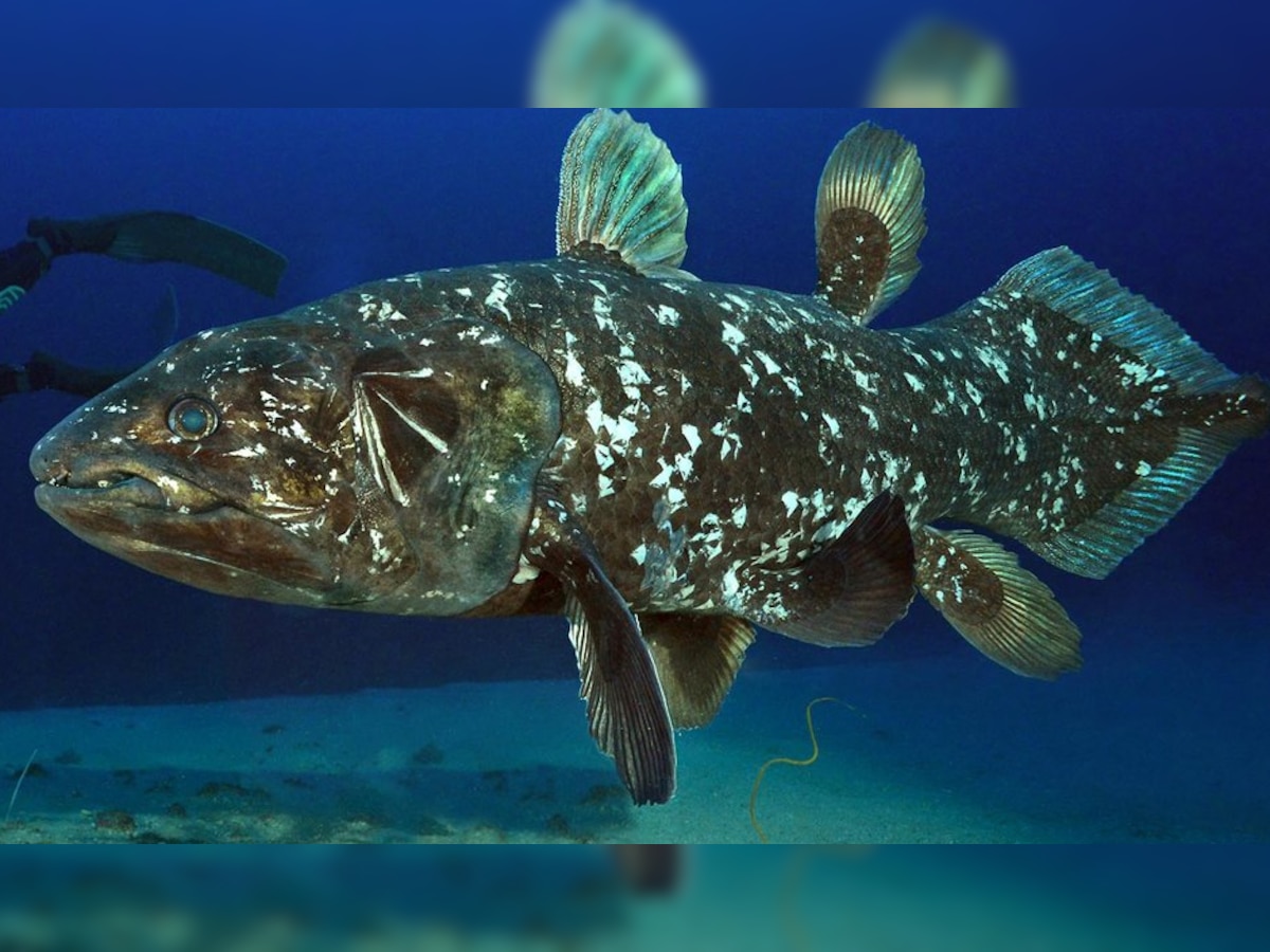 Coelacanth Fish: mysterious fish becomes the size of a human in the ...