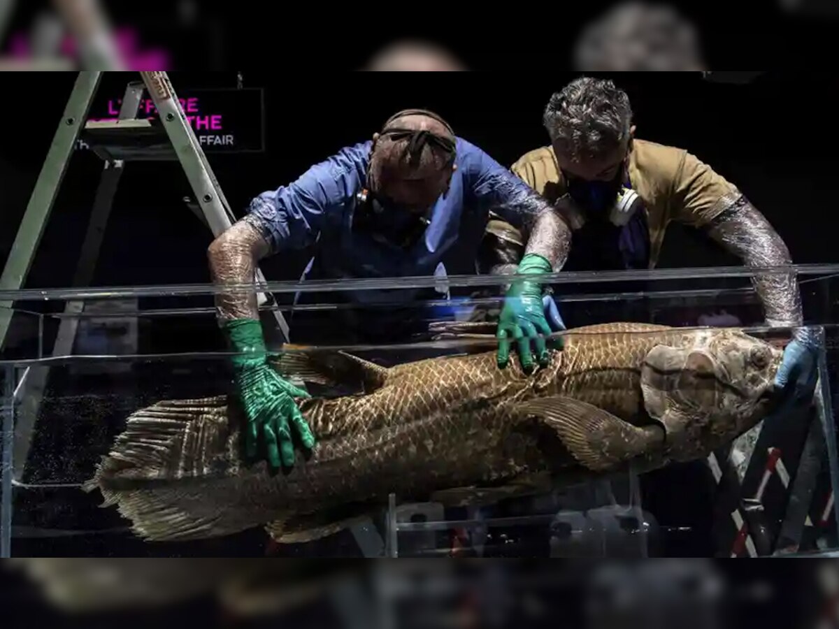 Coelacanth Fish: mysterious fish becomes the size of a human in the ...