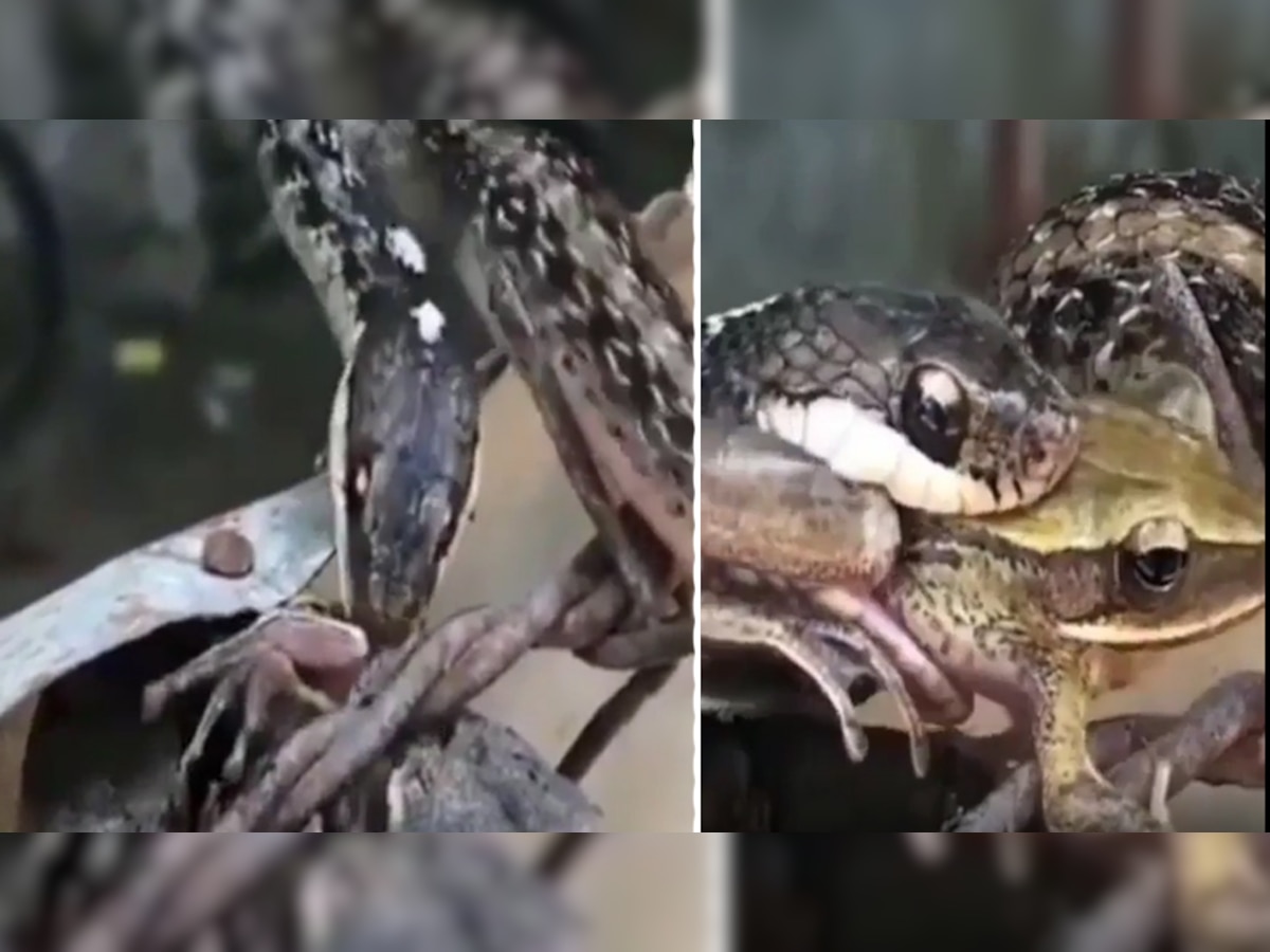 Frog kept begging for life but snake made its prey painfully Shocking ...