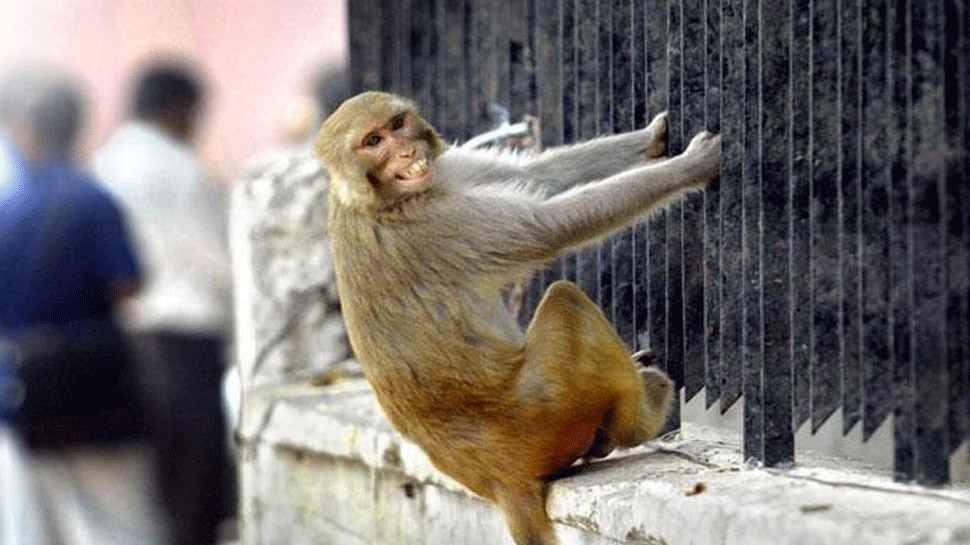 monkey has been running and biting people in Mount Abu for 3 days 4 ...
