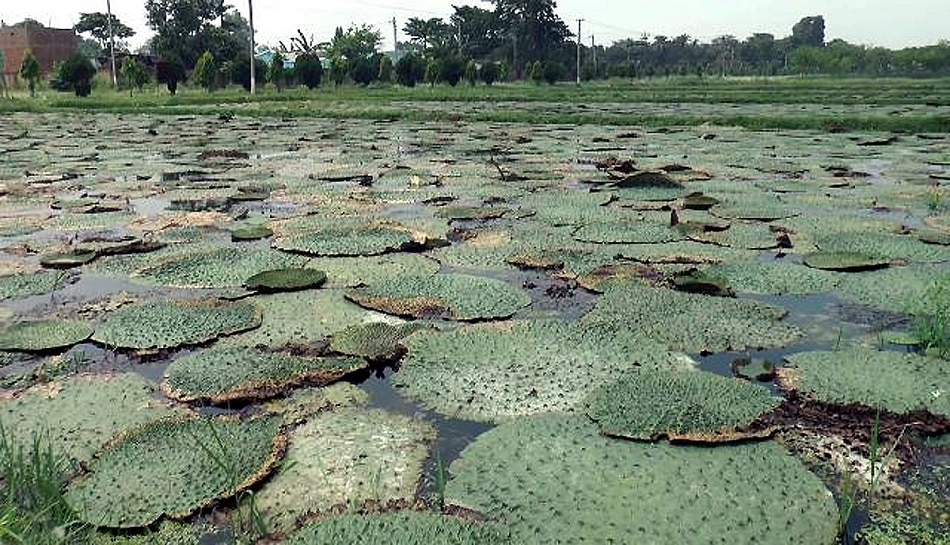 Bihar production of 4000 tonnes of makhana in Darbhanga district PM ...