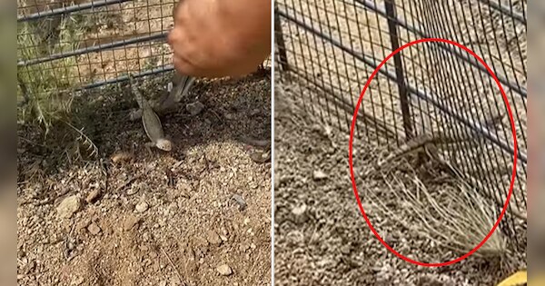 No one will have bad luck like this lizard If you do not believe then ...