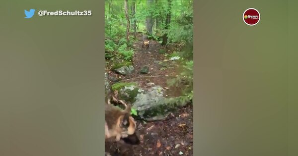 dog running on two legs went viral on social media and netizens are ...