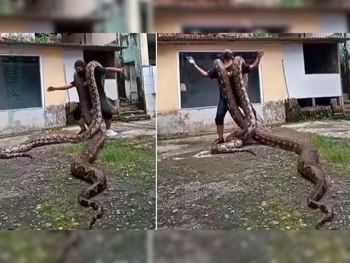 Shocking Video Man loaded two dangerous pythons on their shoulders then ...