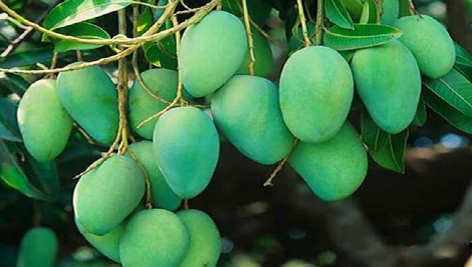 Now the sweetness of Jardalu mango of Bhagalpur will reach people all ...