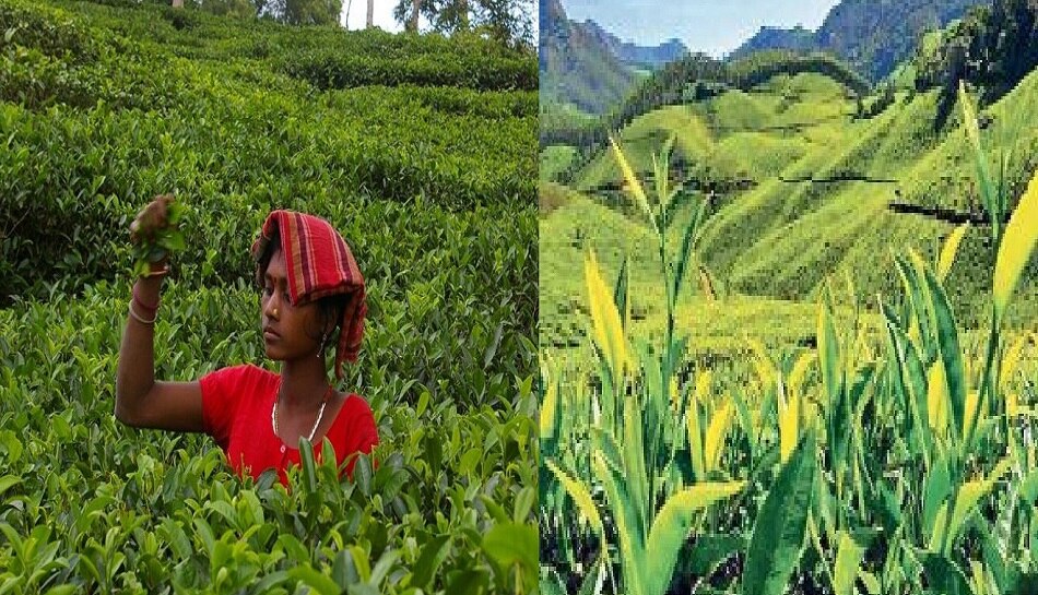 Tomorrow is a very special day for the farmers of Bihar tea will get ...