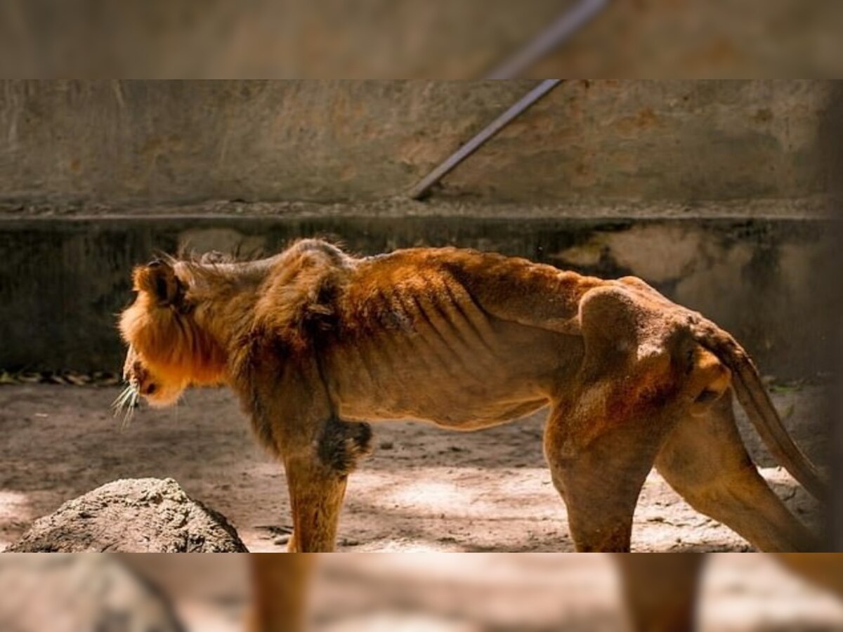 World's Worst Zoo where lions are turning into skeletons see viral ...