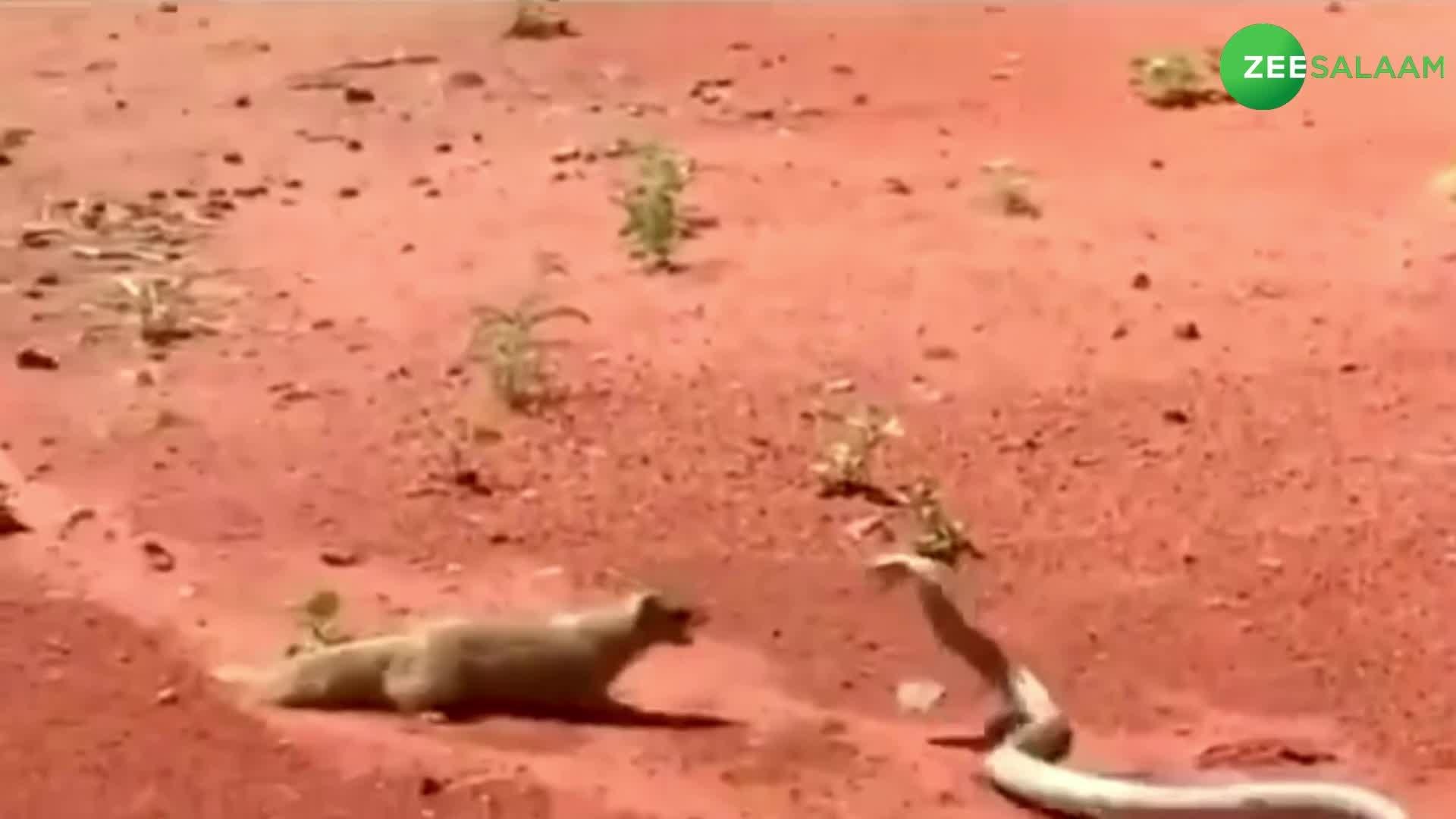 Snake and Nevala Mongoose fight in field | नहीं देखी होगी सांप और नेवले ...