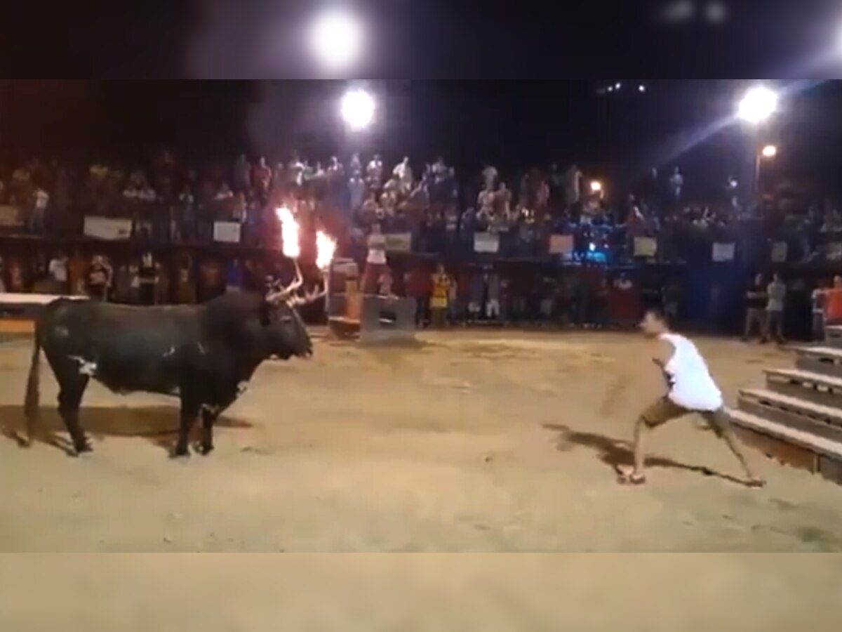 angry bull attacks a man Toro de Jubilo Fire Bull Festival viral Video ...