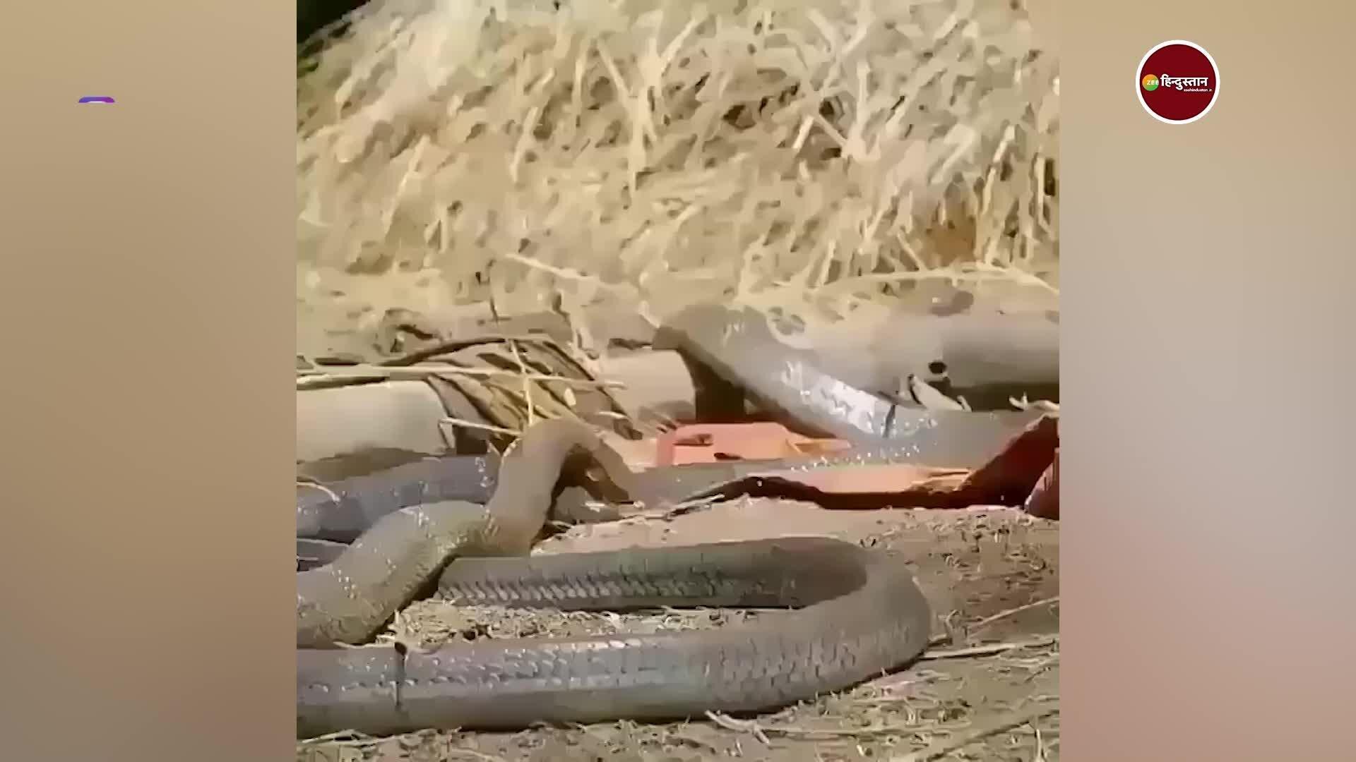 viral video of two snakes fighting with each other will give you ...