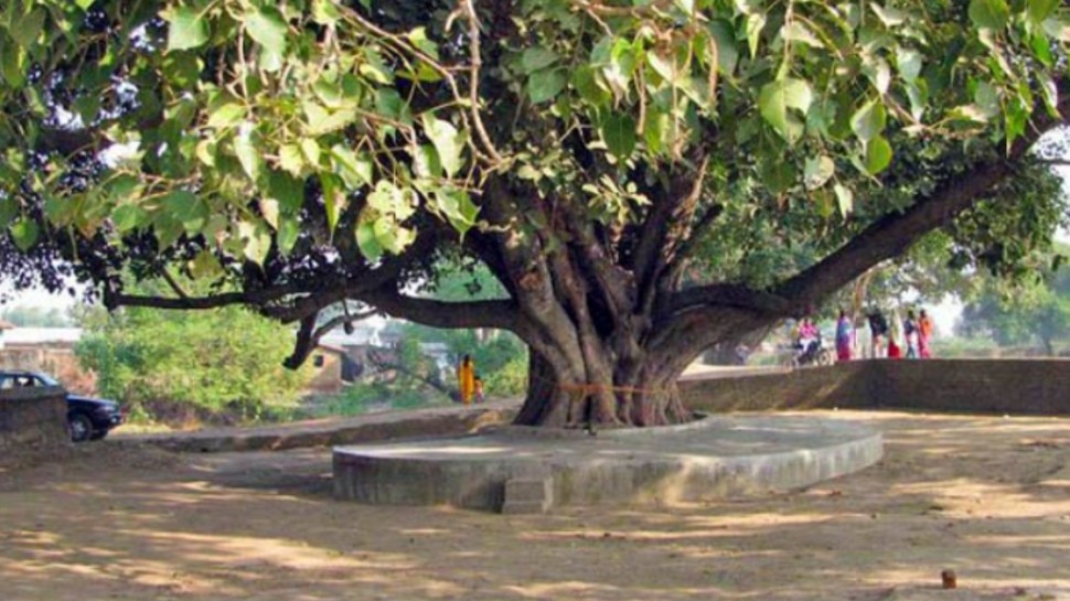 Peepal tree benefits know about how did this tree worship plrh | आर्थिक ...